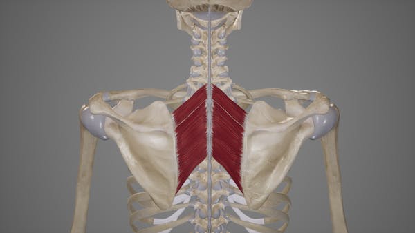 Understanding Right Rhomboid Muscle Pain: Causes & Solution