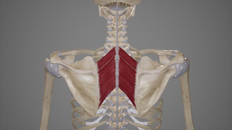 Understanding Right Rhomboid Muscle Pain: Causes & Solution