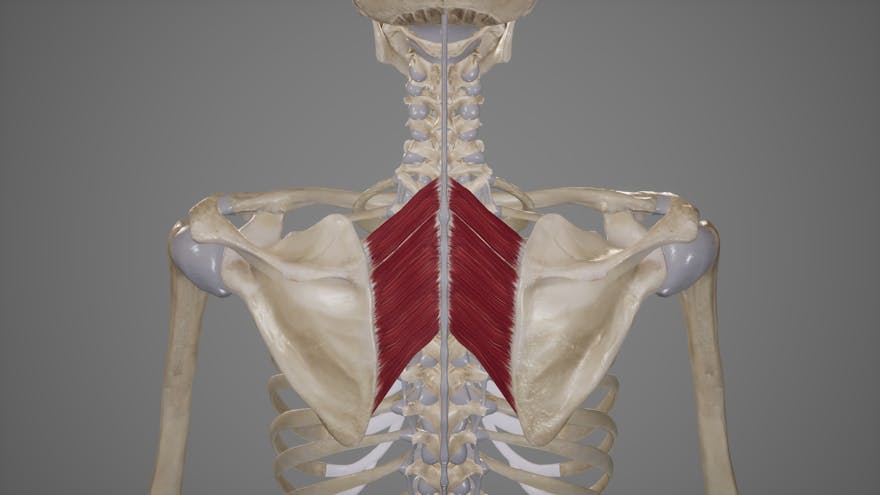 Understanding Right Rhomboid Muscle Pain: Causes & Solution