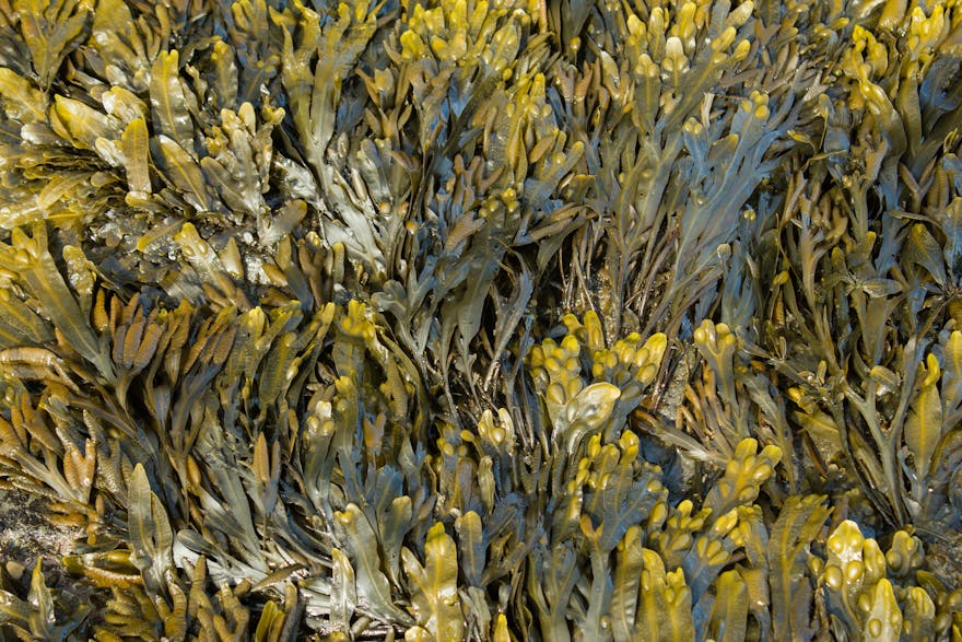 7 Powerful Health Benefits of Bladderwrack Seaweed | Dr. Berg