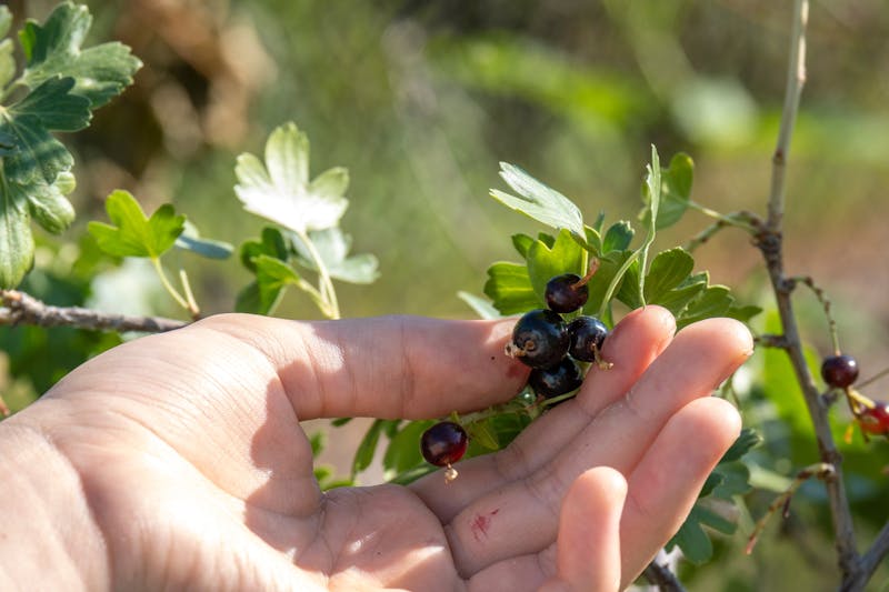 7 Incredible Black Currant Seed Oil Benefits | Dr. Berg