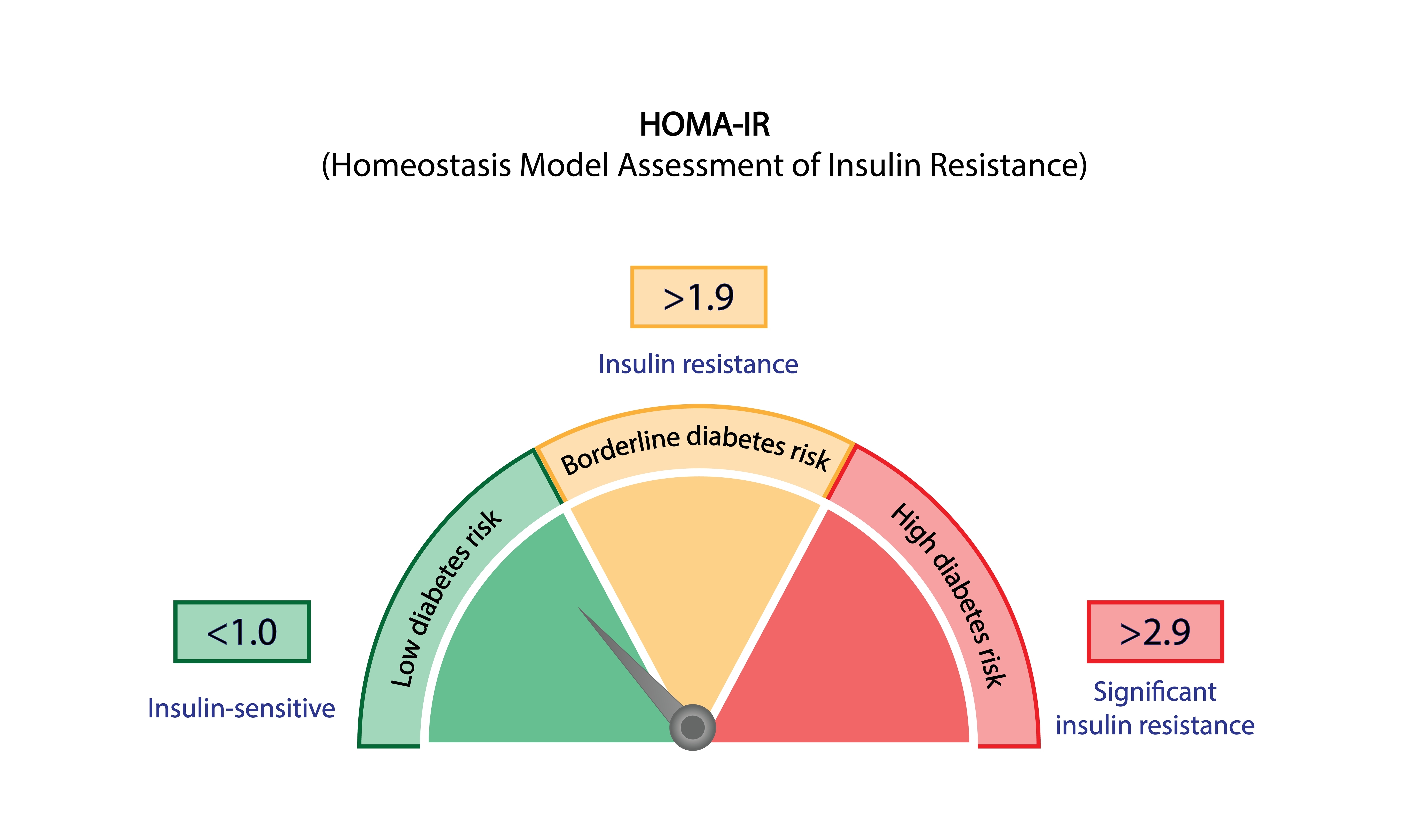 Insulin Resistance Basics: Symptoms, Causes, and Diet Tips