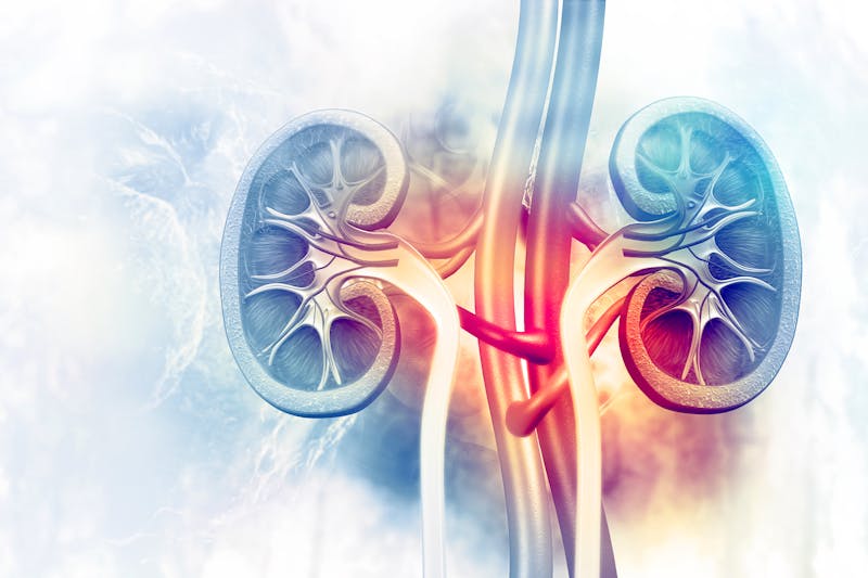 Discover the Best Foods to Improve Kidney Function