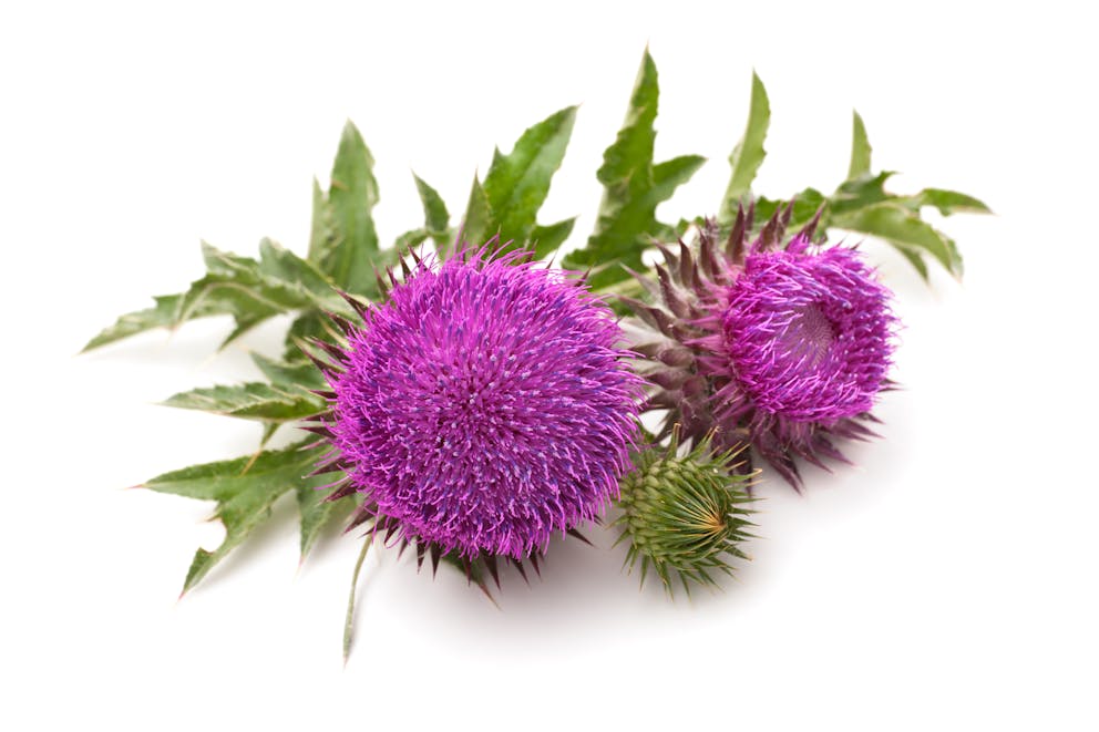 6 Incredible Milk Thistle Benefits Backed by Science | Dr. Berg