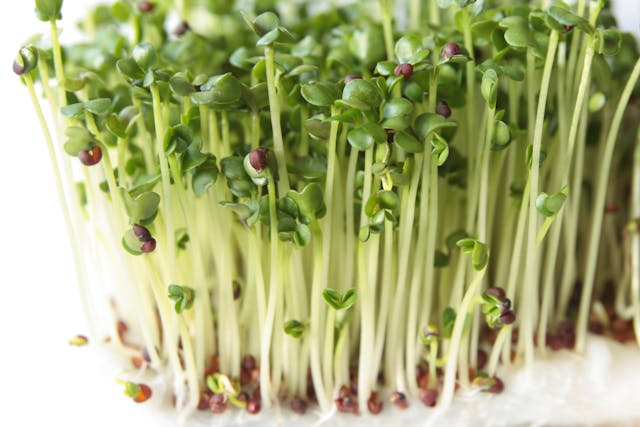 5 Benefits of Broccoli Sprouts & Their Nutritional Value