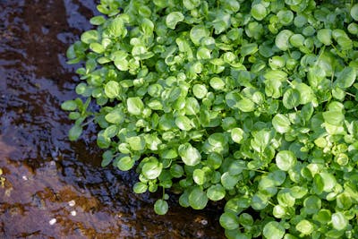 Watercress: Benefits, Nutrition, and Uses | Dr. Berg